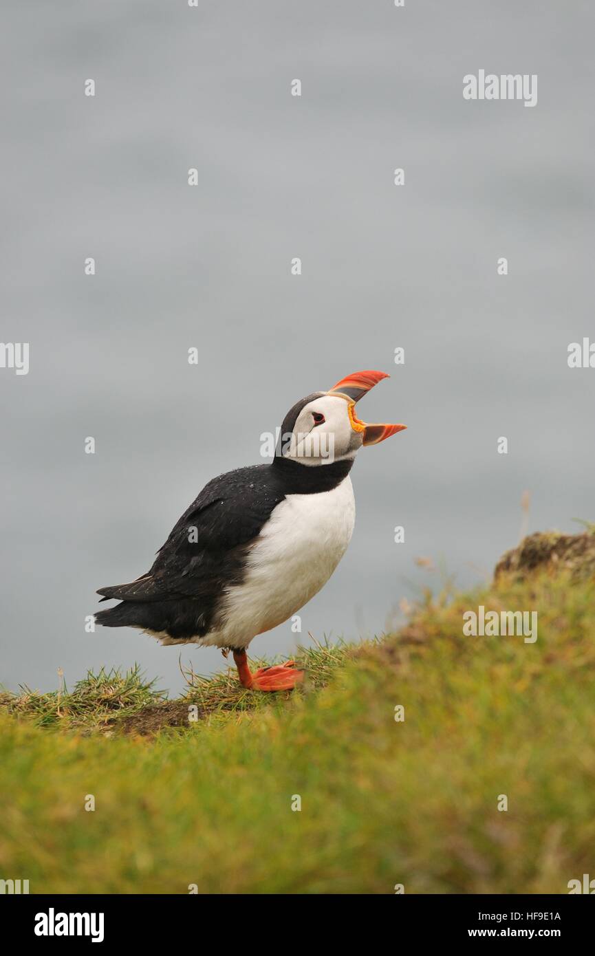 Puffin, beak open, Iceland Stock Photo - Alamy
