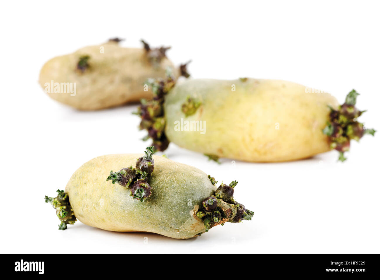 Potato shoots cut hi-res stock photography and images - Alamy