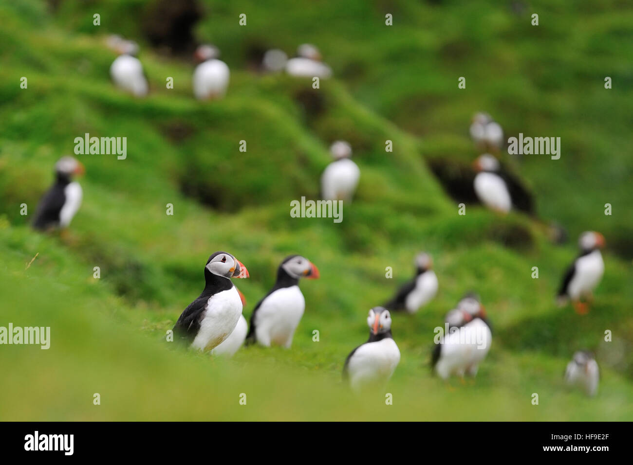 Atlantic puffins colony on the hill. Puffins on the hill. Iceland ...