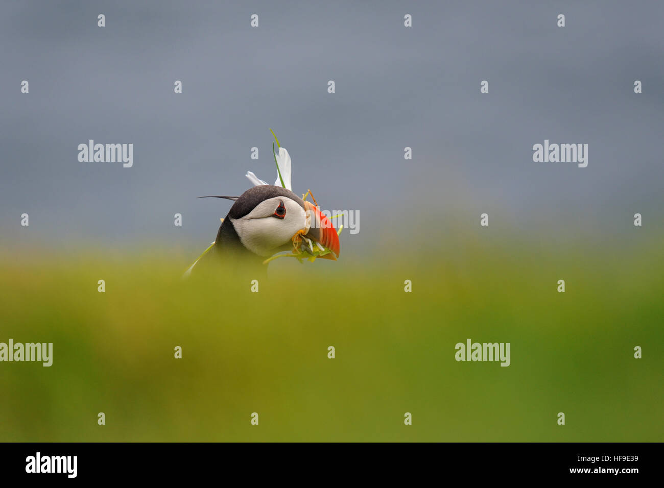 Puffing bird hi-res stock photography and images - Alamy