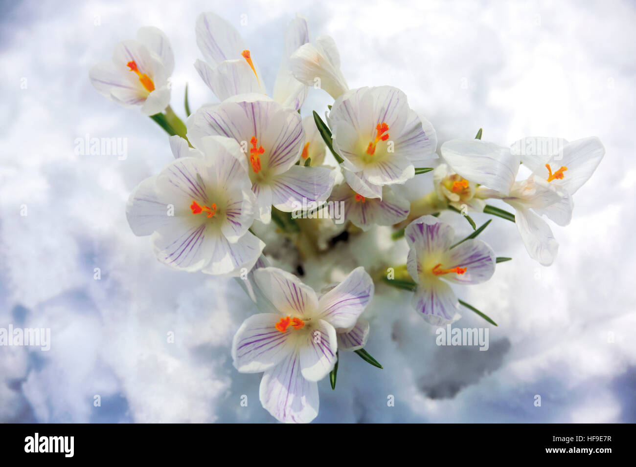 Crocuses (Crocus) growing through the snow Stock Photo - Alamy