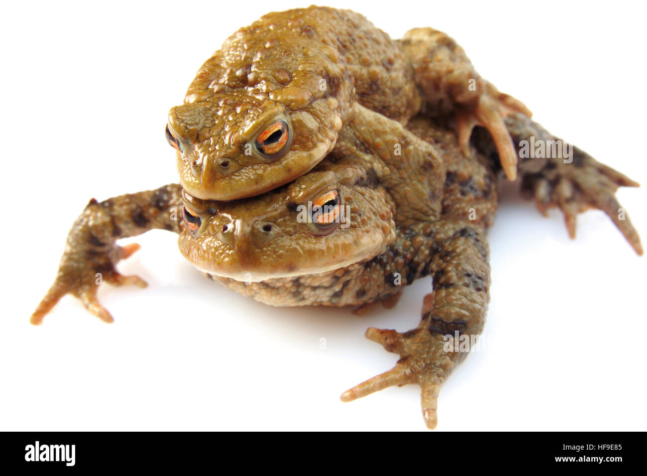 Two toads (Bufo), female carrying smaller male on her back Stock Photo ...