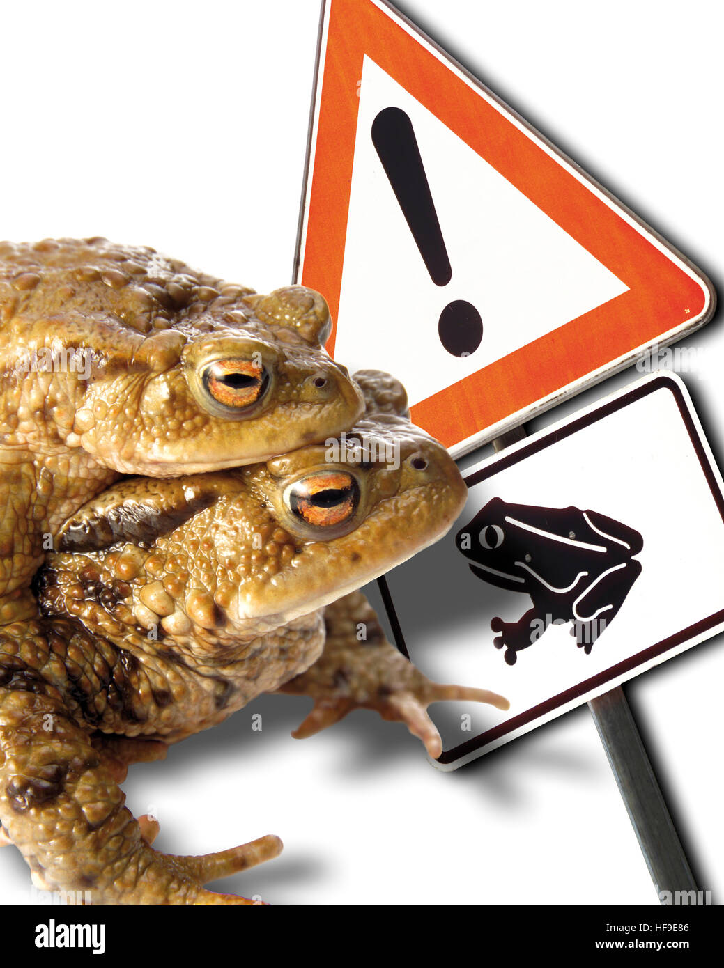 Two toads (Bufo) and a road sign ("Attention: Toad Crossing Stock Photo ...
