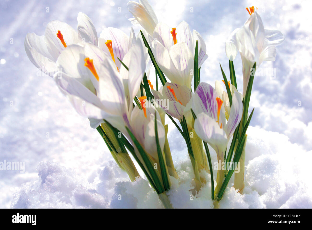 Crocuses (Crocus) growing through the snow Stock Photo - Alamy
