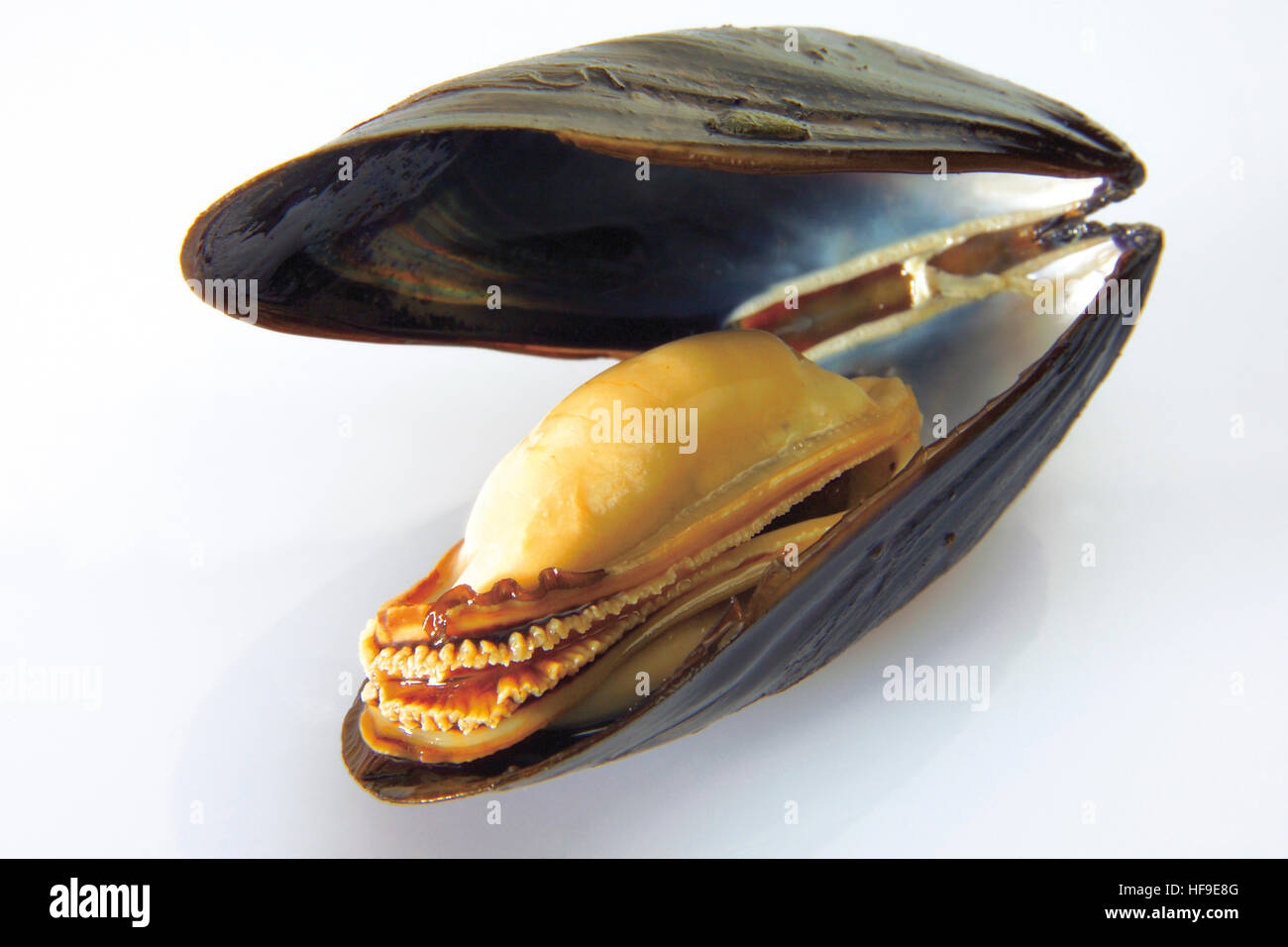 Opened mussel (Mytilus Stock Photo - Alamy