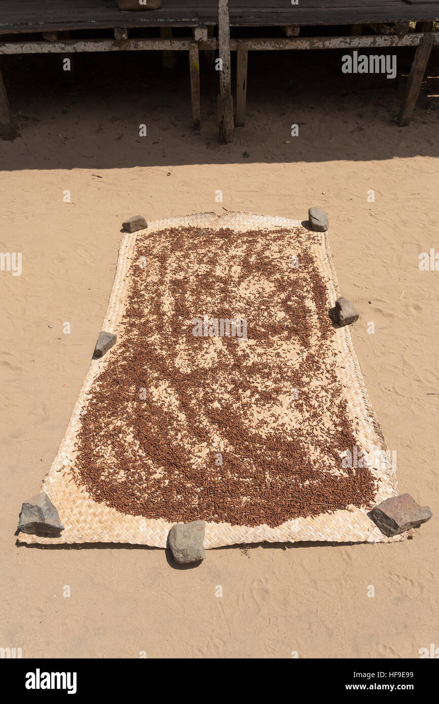 drying clove spice (Syzygium aromaticum), Cloves are the aromatic ...