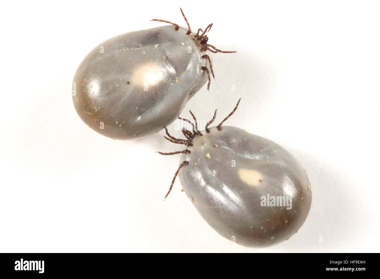 Parasitism Relationship Tick