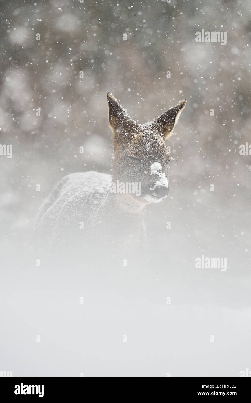 Roe deer in the snowstorm. Roe deer on snow. Roe deer in winter Stock ...