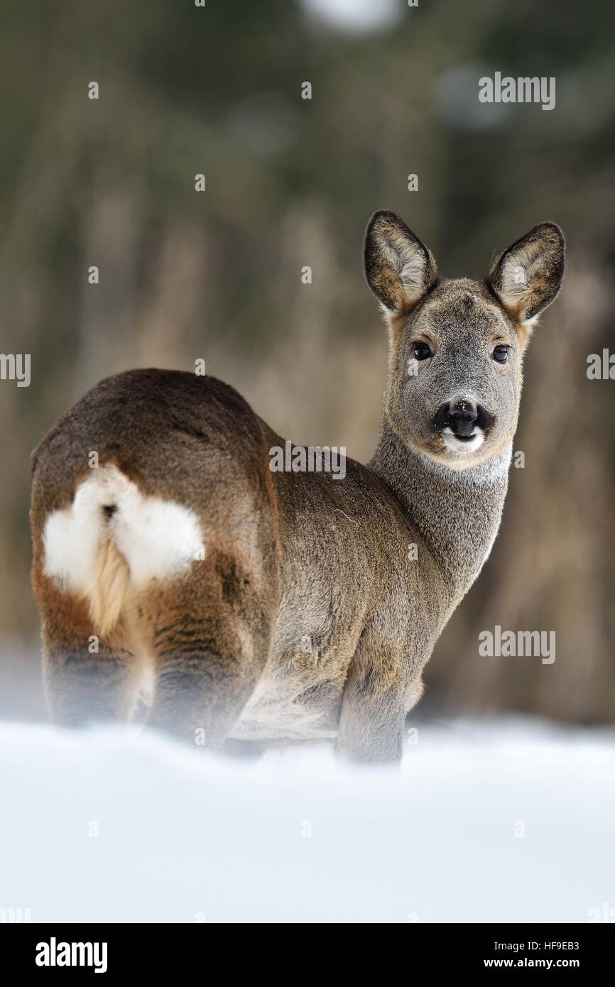 Roe deer on snow in winter. Roe deer buttocks. Roe deer in forest Stock ...