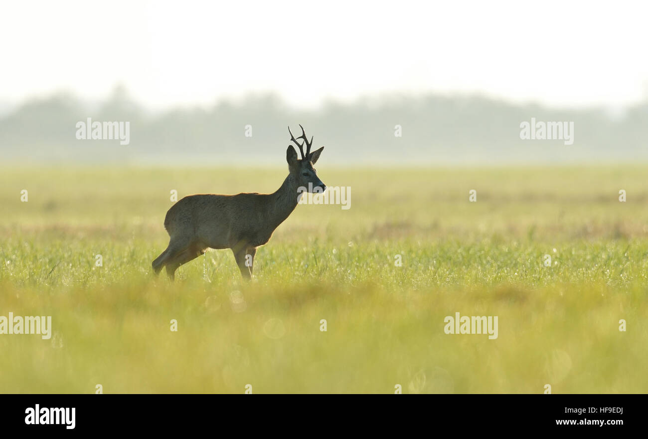 roe deer peeing Stock Photo - Alamy