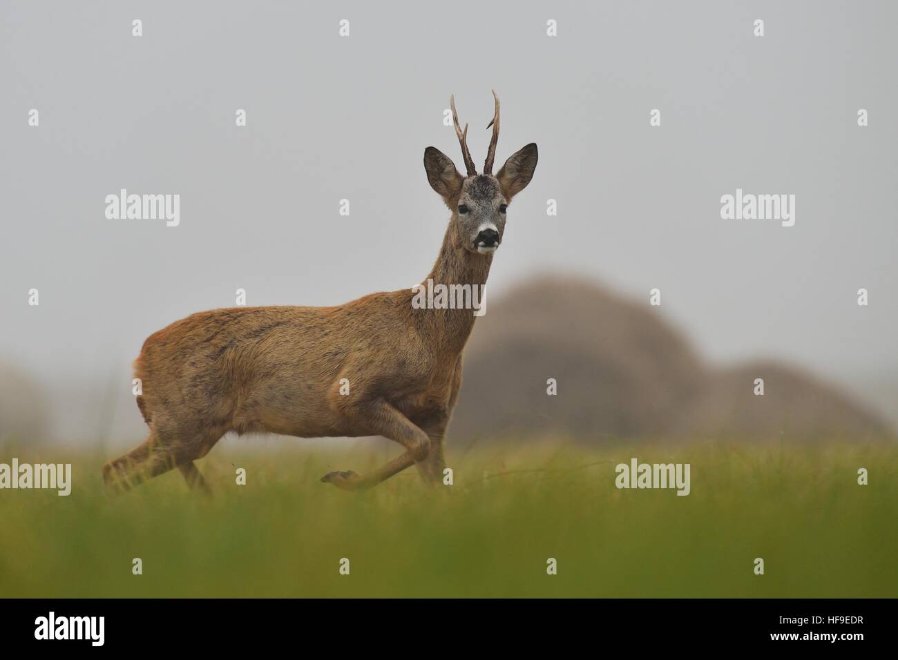 roe buck walking in the field Stock Photo - Alamy