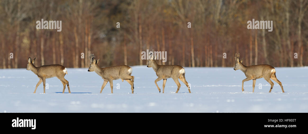 Walk in a row Stock Photo - Alamy