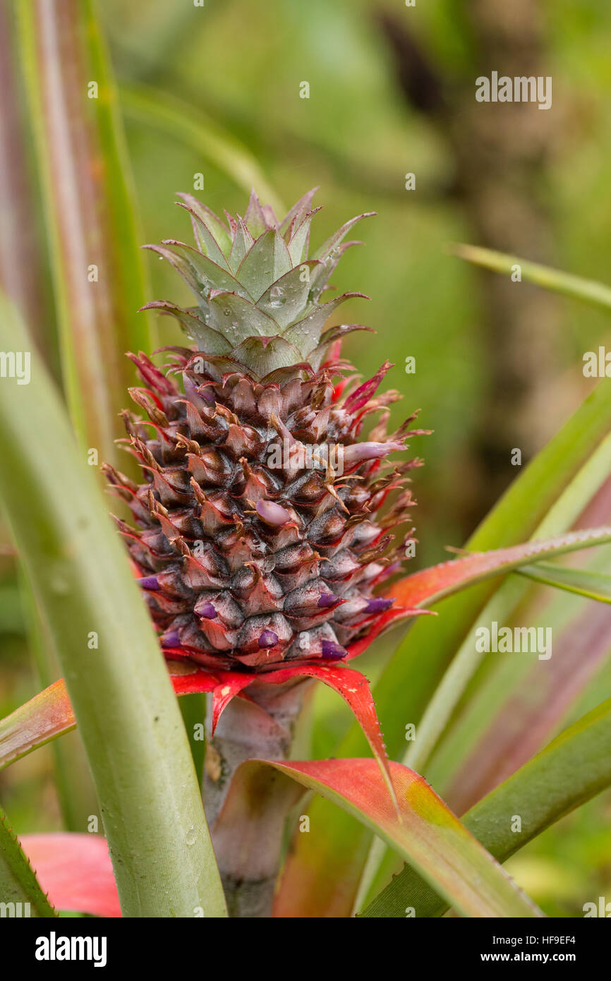 Raw pineapple tropical fruit in Masoala village, Madagascar Stock Photo ...