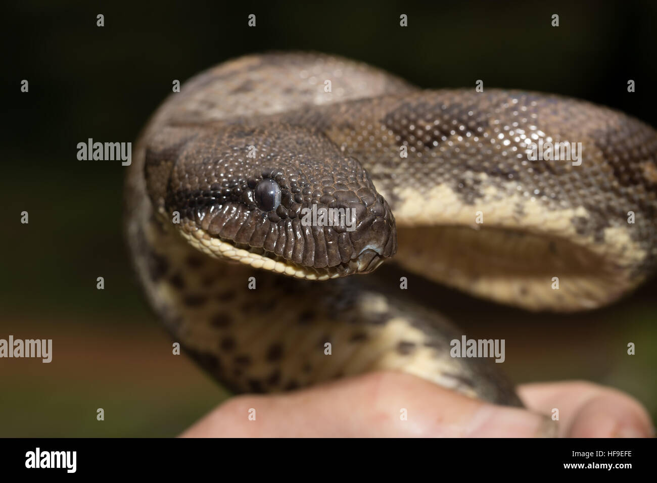 Big snake Malagasy, madagascar tree boa, (Sanzinia madagascariensis ...