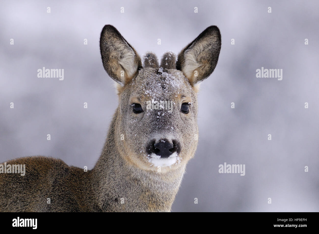 Roebuck portrait with winter background Stock Photo - Alamy