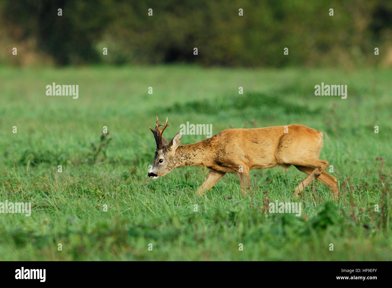 Roebuck in summer Stock Photo - Alamy