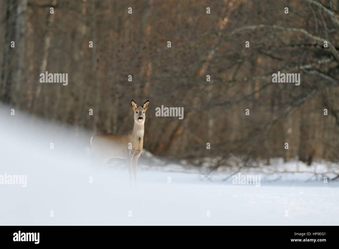 Happy roe deer hi-res stock photography and images - Alamy