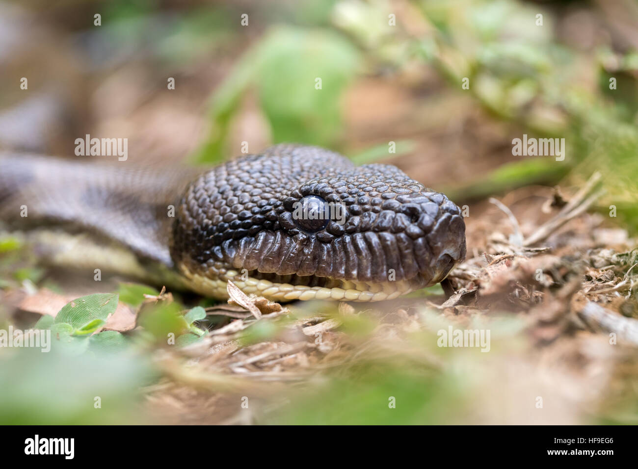 Big snake Malagasy, madagascar tree boa, (Sanzinia madagascariensis ...