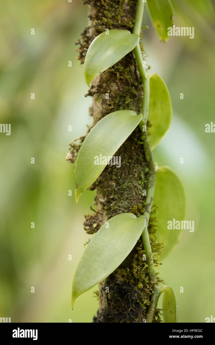 Vanilla pods on tree hi-res stock photography and images - Alamy