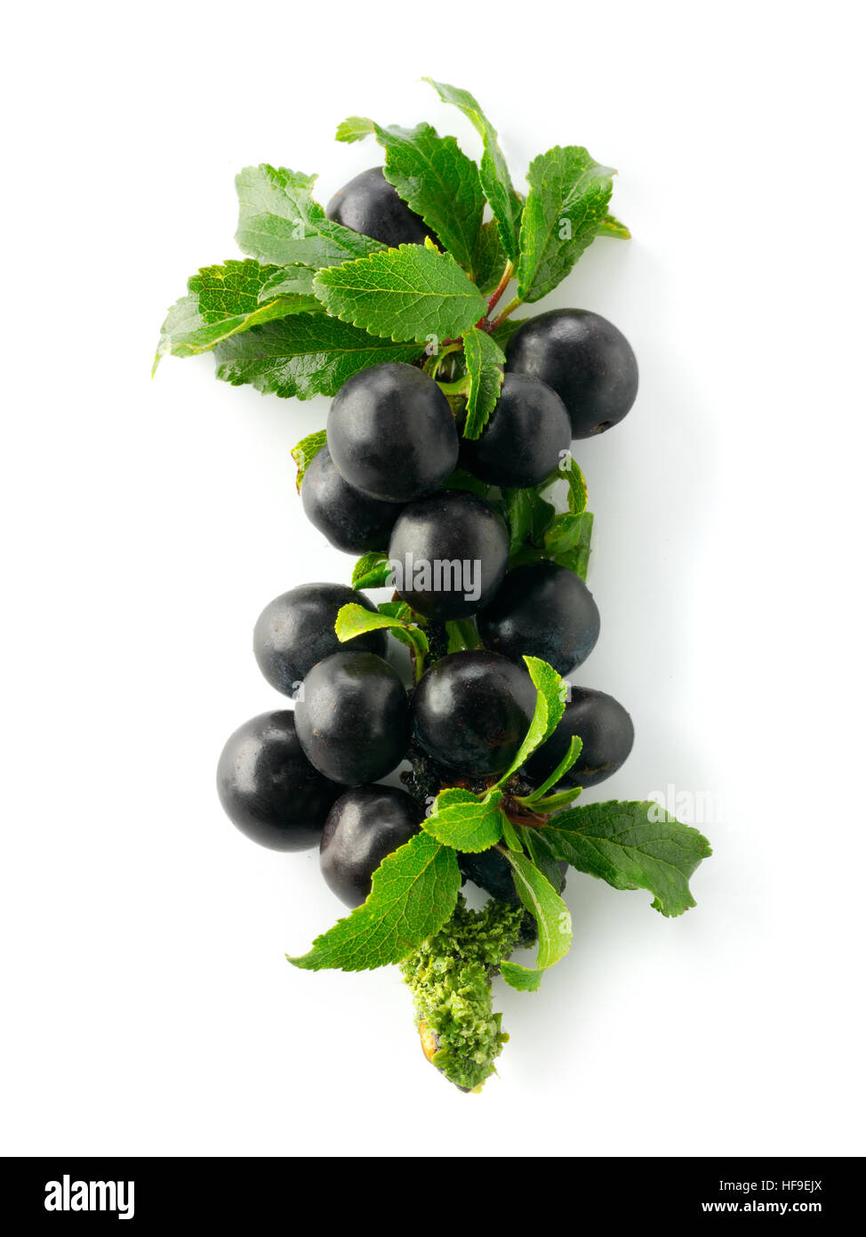 Fresh sloe berries from the blackthorn bush (Prunus spinosa Stock Photo ...