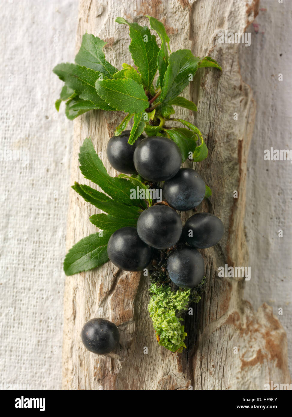 Sloe berrie hi-res stock photography and images - Alamy