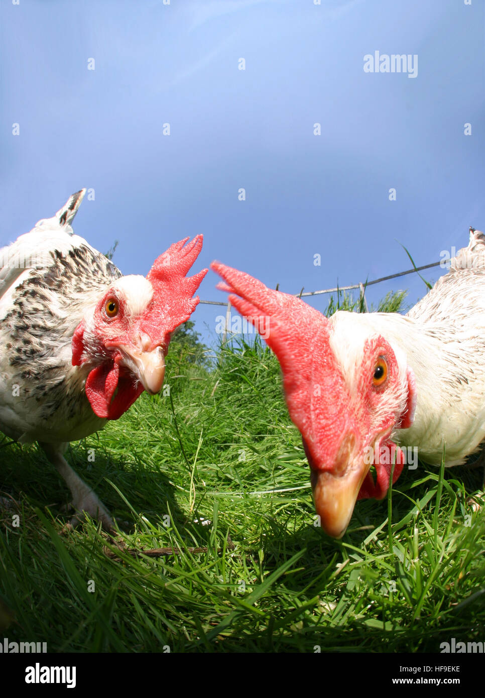 Portrait, two chickens (Gallus gallus Stock Photo - Alamy
