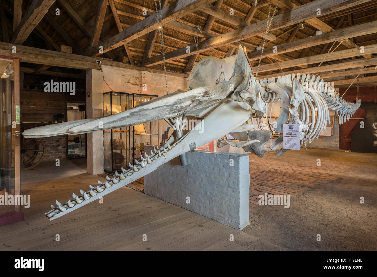 Sperm whale skeleton hi-res stock photography and images - Alamy