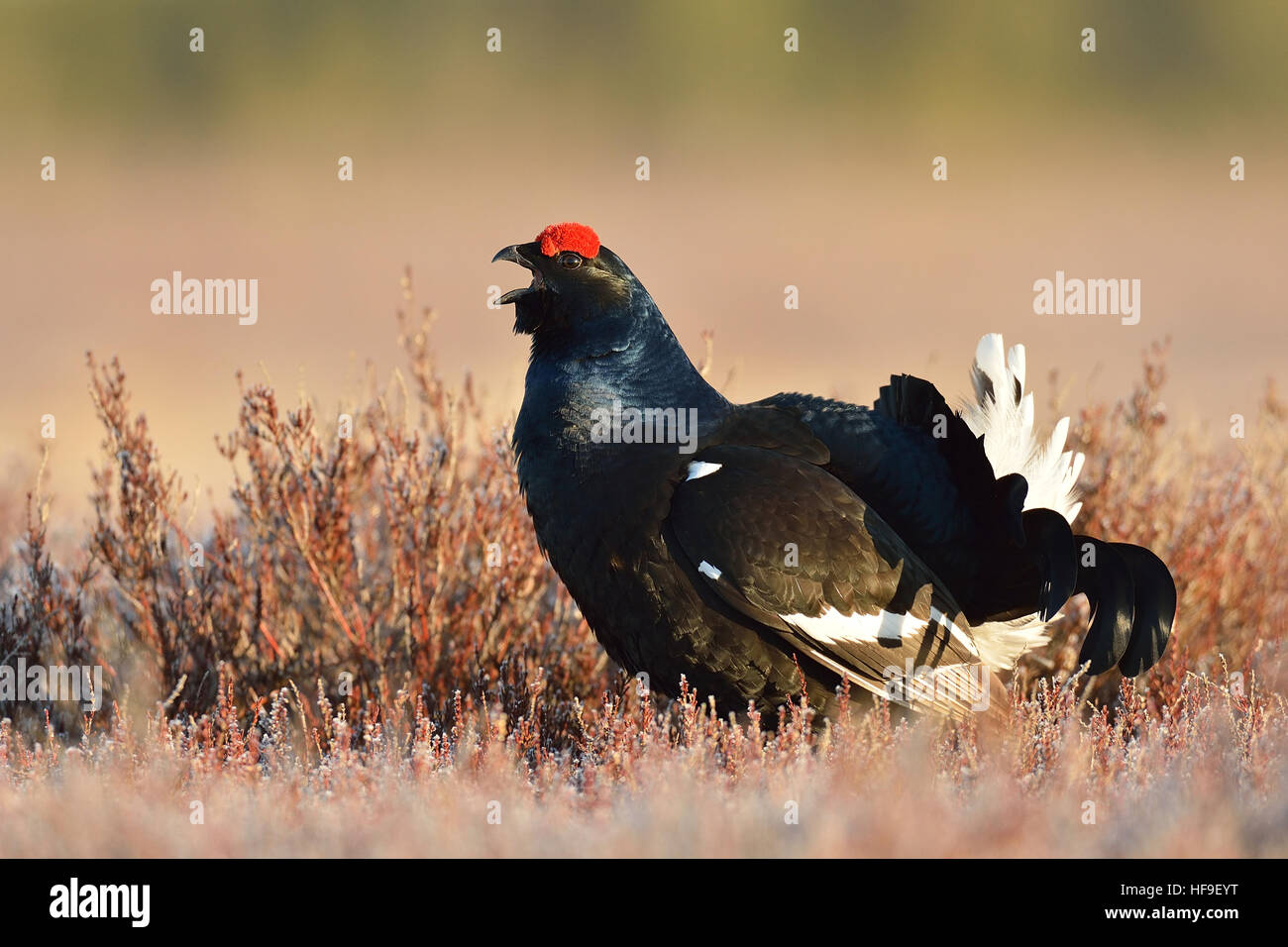 Black grouse calling Stock Photo - Alamy