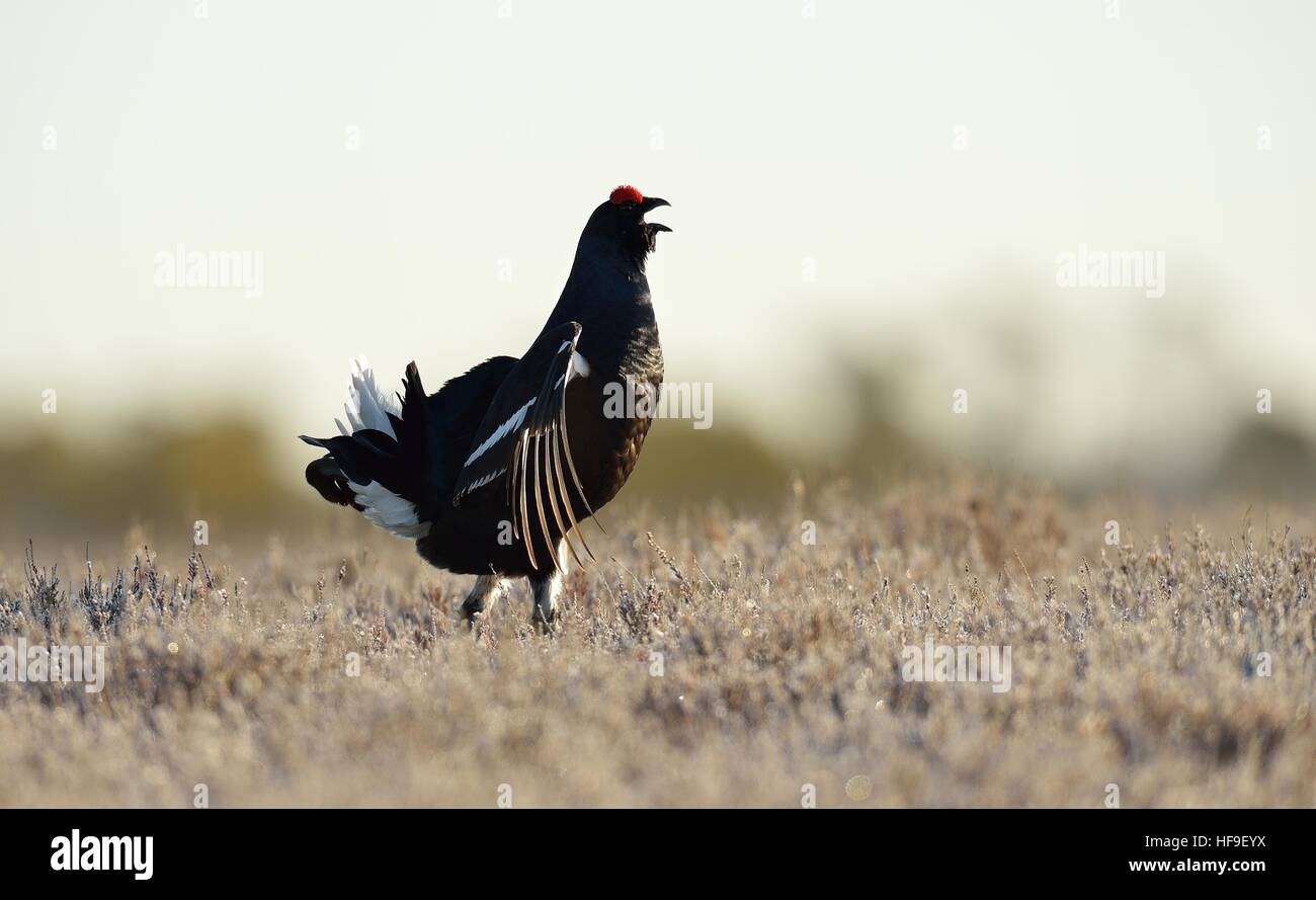 Black grouse jumping Stock Photo - Alamy