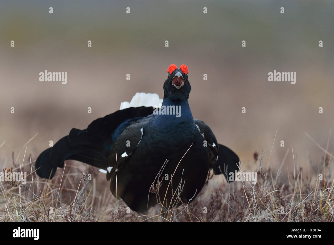 Black grouse calling Stock Photo - Alamy