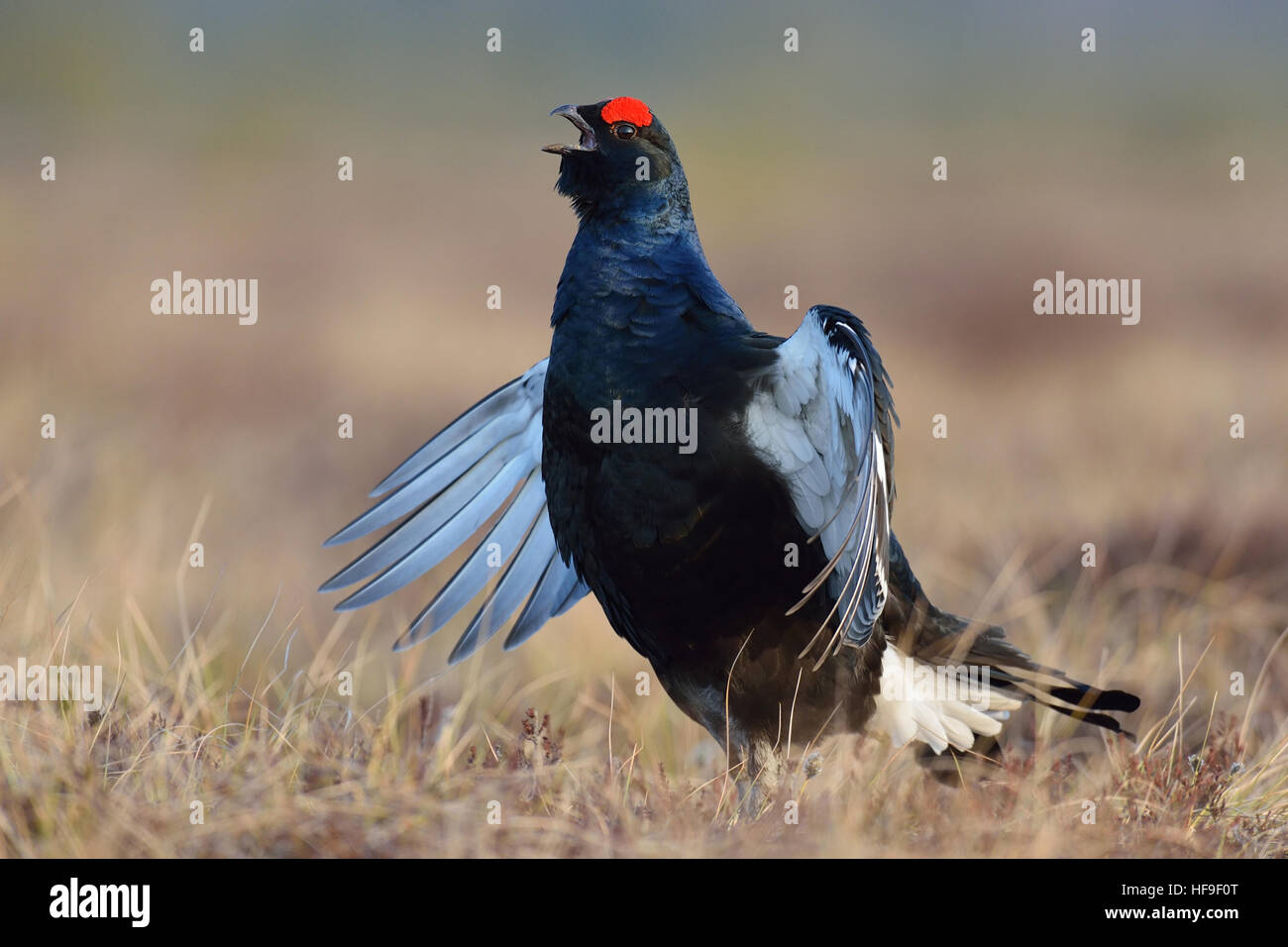 Black grouse calling Stock Photo - Alamy