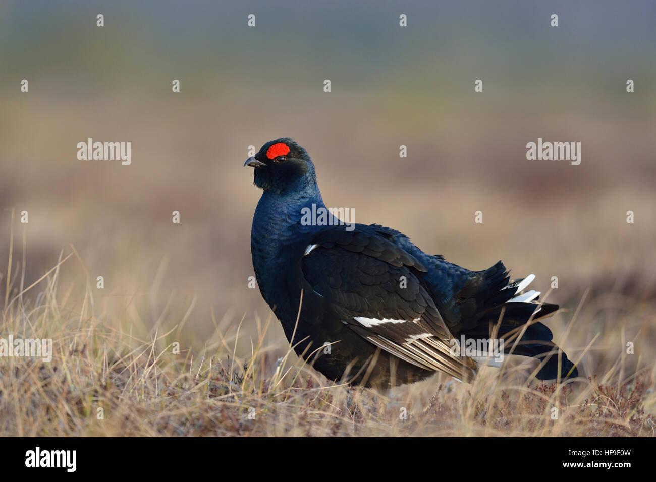 Black grouse portrait in the bog Stock Photo - Alamy