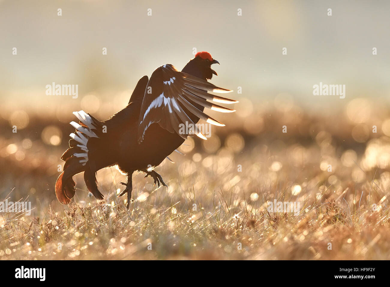 Black grouse jumping. Black grouse flying. Active bird Stock Photo - Alamy