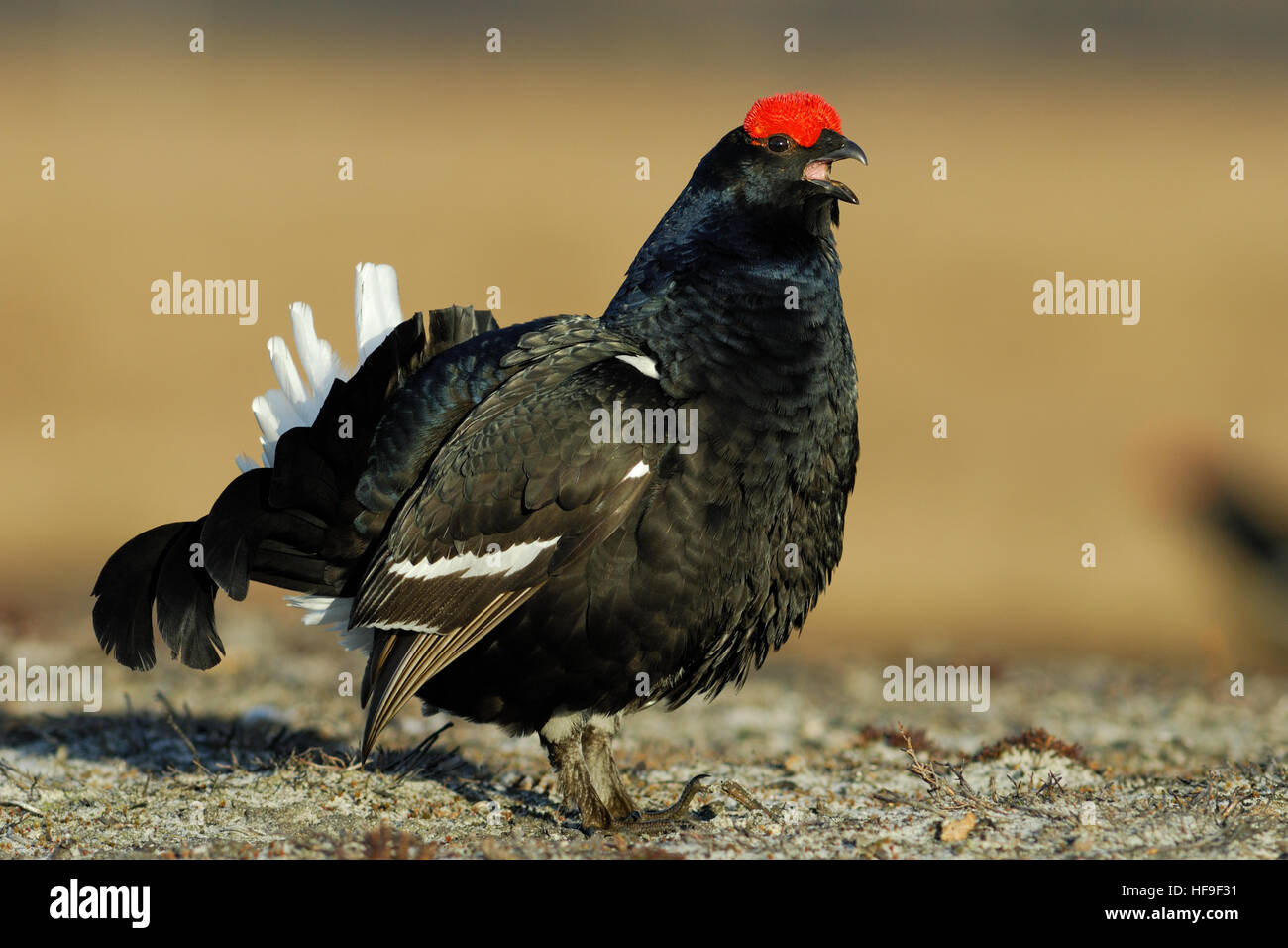 Black Grouse shouting. Black grouse calling Stock Photo - Alamy