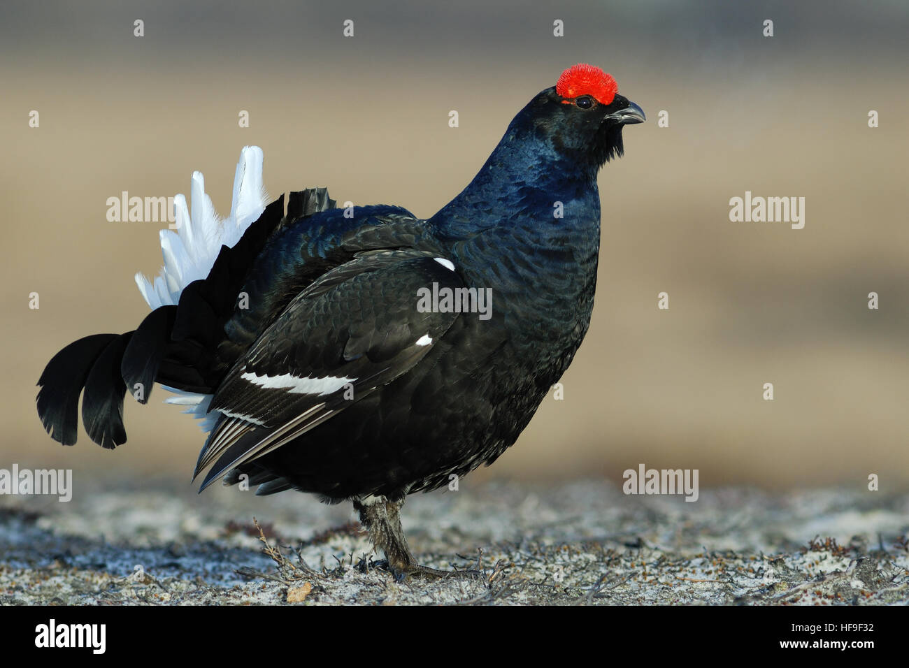 The black rooster hi-res stock photography and images - Alamy