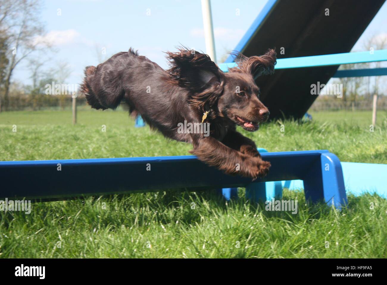 Working type cocker spaniel pet gundog doing agility Stock Photo - Alamy