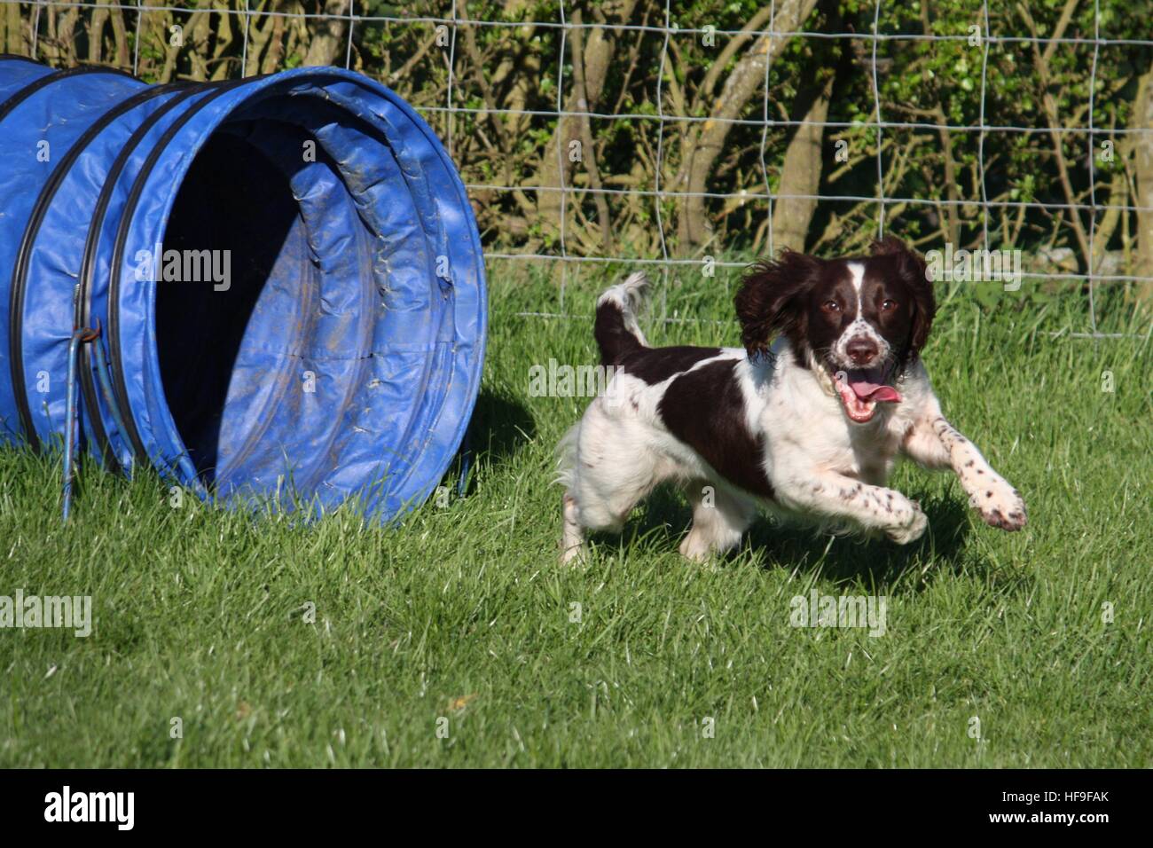 Working springer spaniel hi-res stock photography and images - Alamy