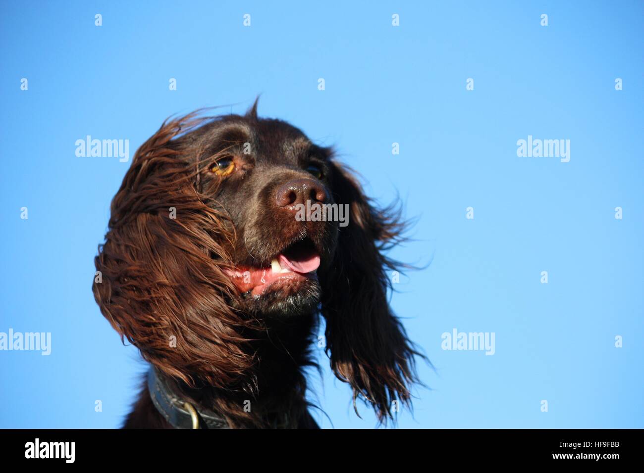 Working type cocker spaniel hi-res stock photography and images - Alamy