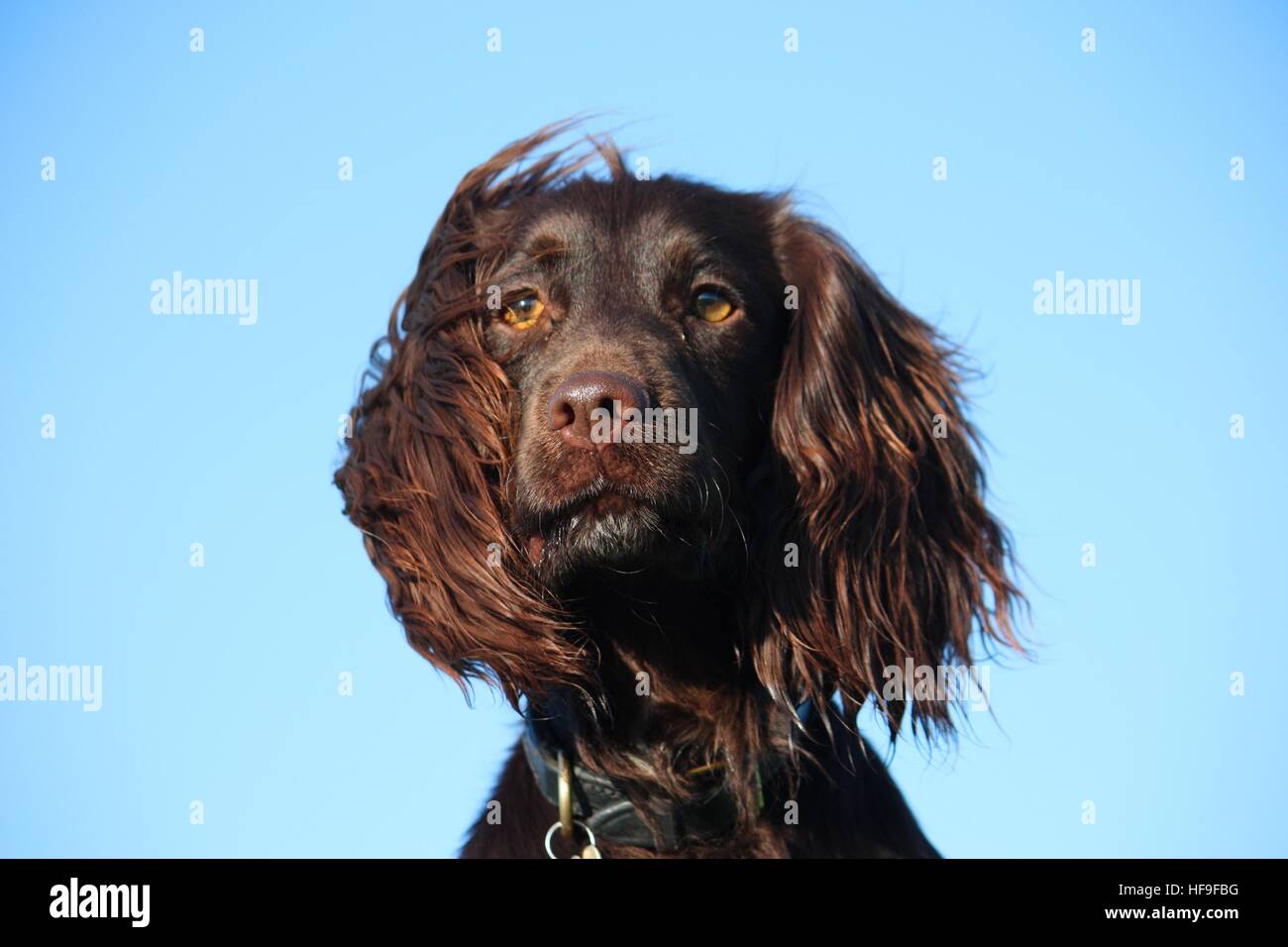 Liver spaniel hi-res stock photography and images - Alamy
