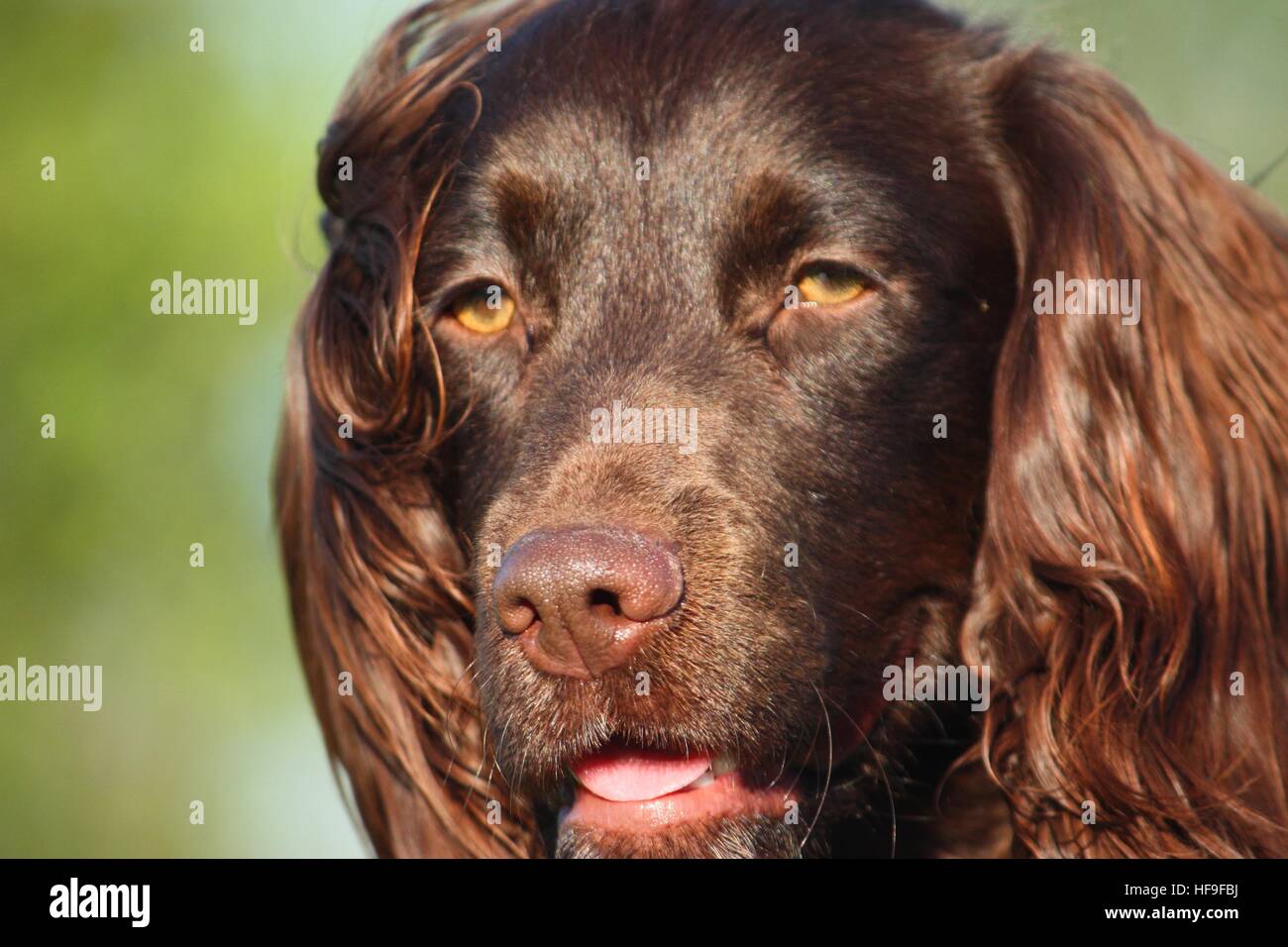 Liver coloured working type cocker spaniel pet gundog Stock Photo - Alamy