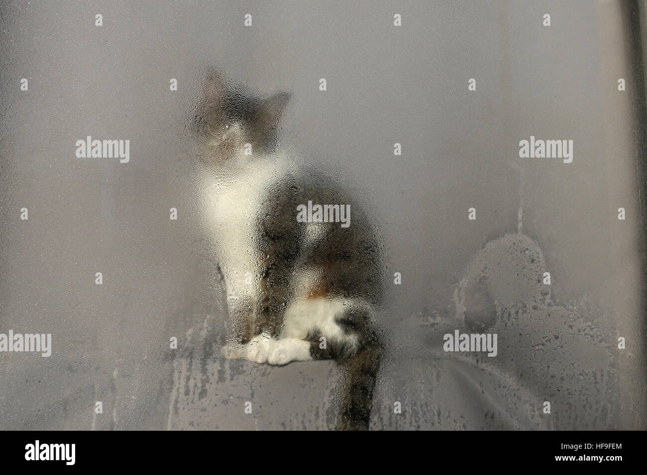 Cat sits in Window Stock Photo - Alamy