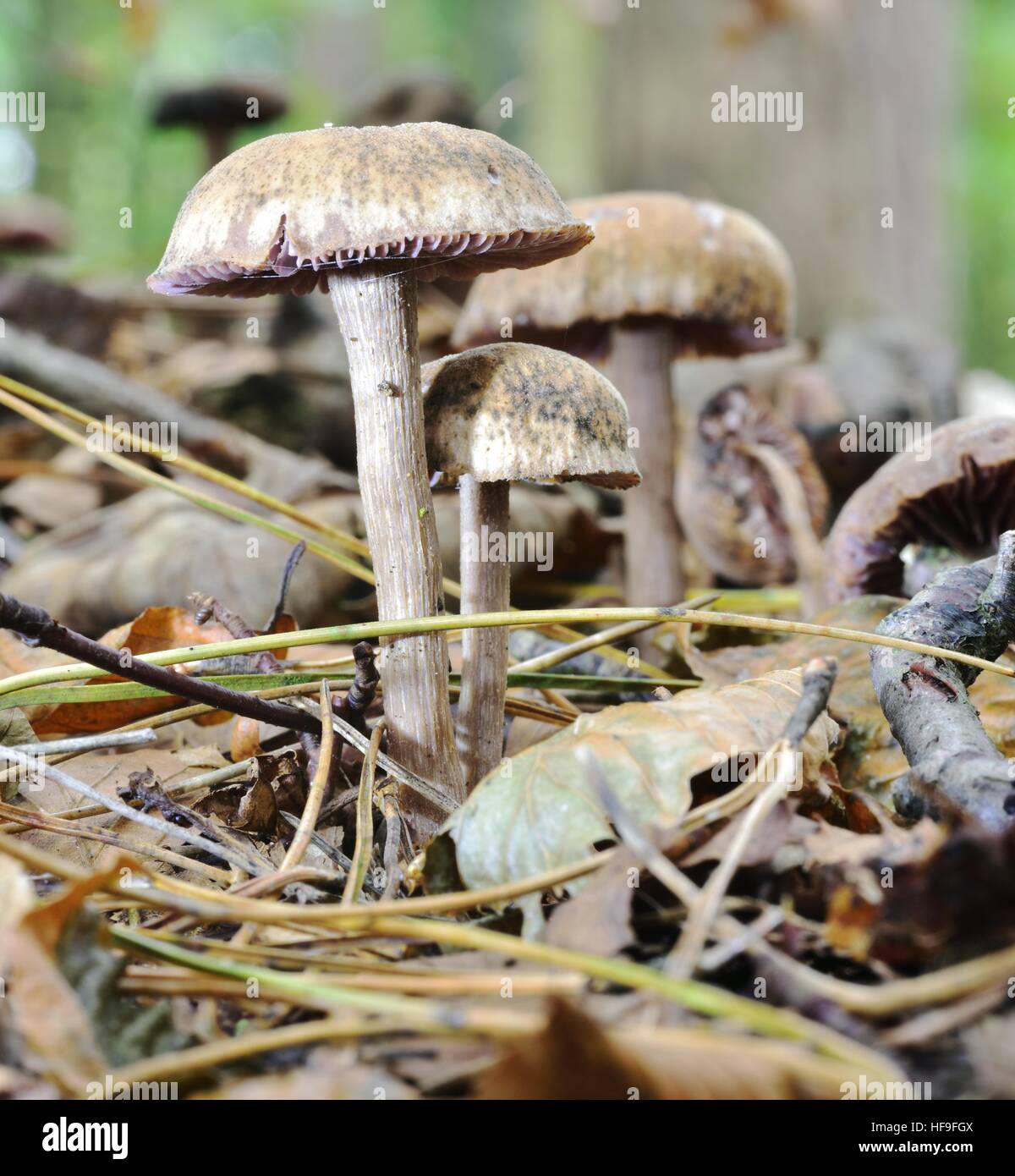 Sunlight on the Autumn Fruiting Fungi Stock Photo - Alamy