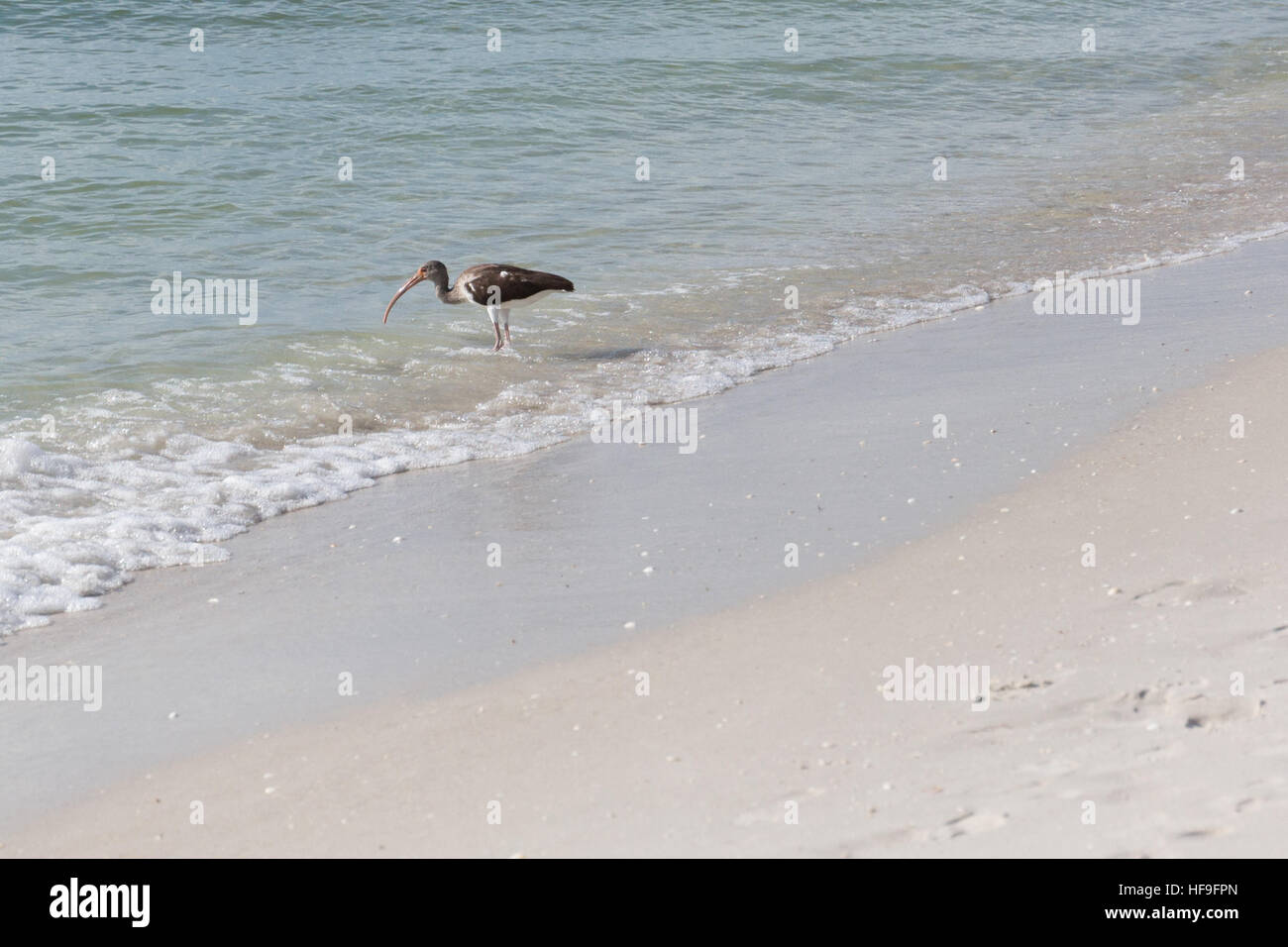 Long billed bird on a beach Stock Photo - Alamy