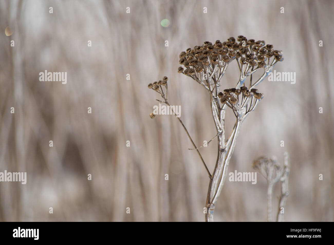 An abstract decorative brown and white image of ice covered yarrow ...