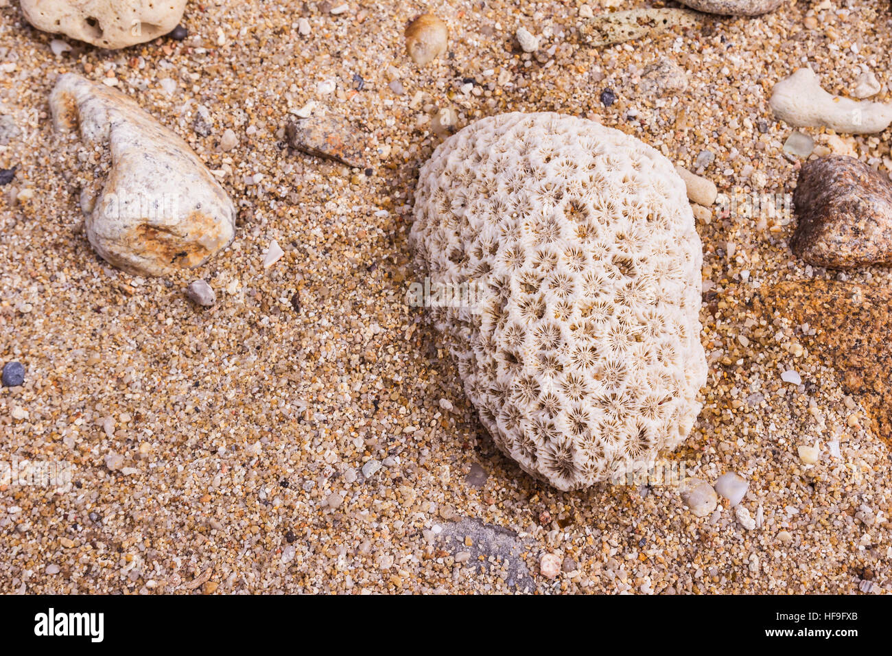 Dead coral hi-res stock photography and images - Alamy