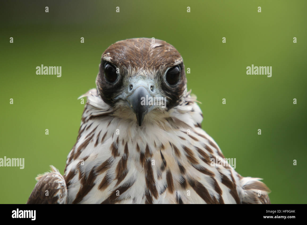 Female peregrine falcon hi-res stock photography and images - Alamy