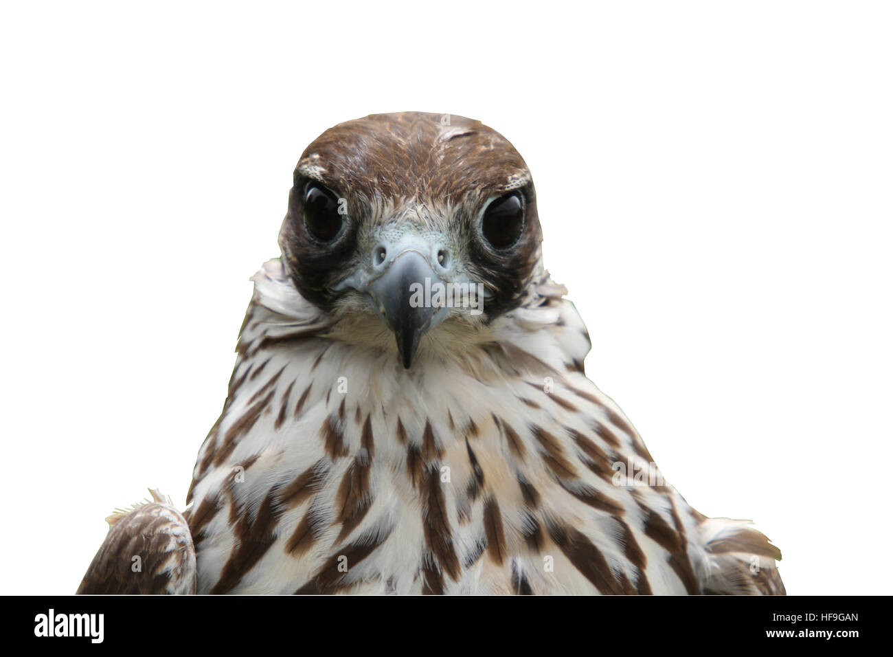 Peregrine Falcon on an isolated white background Stock Photo - Alamy