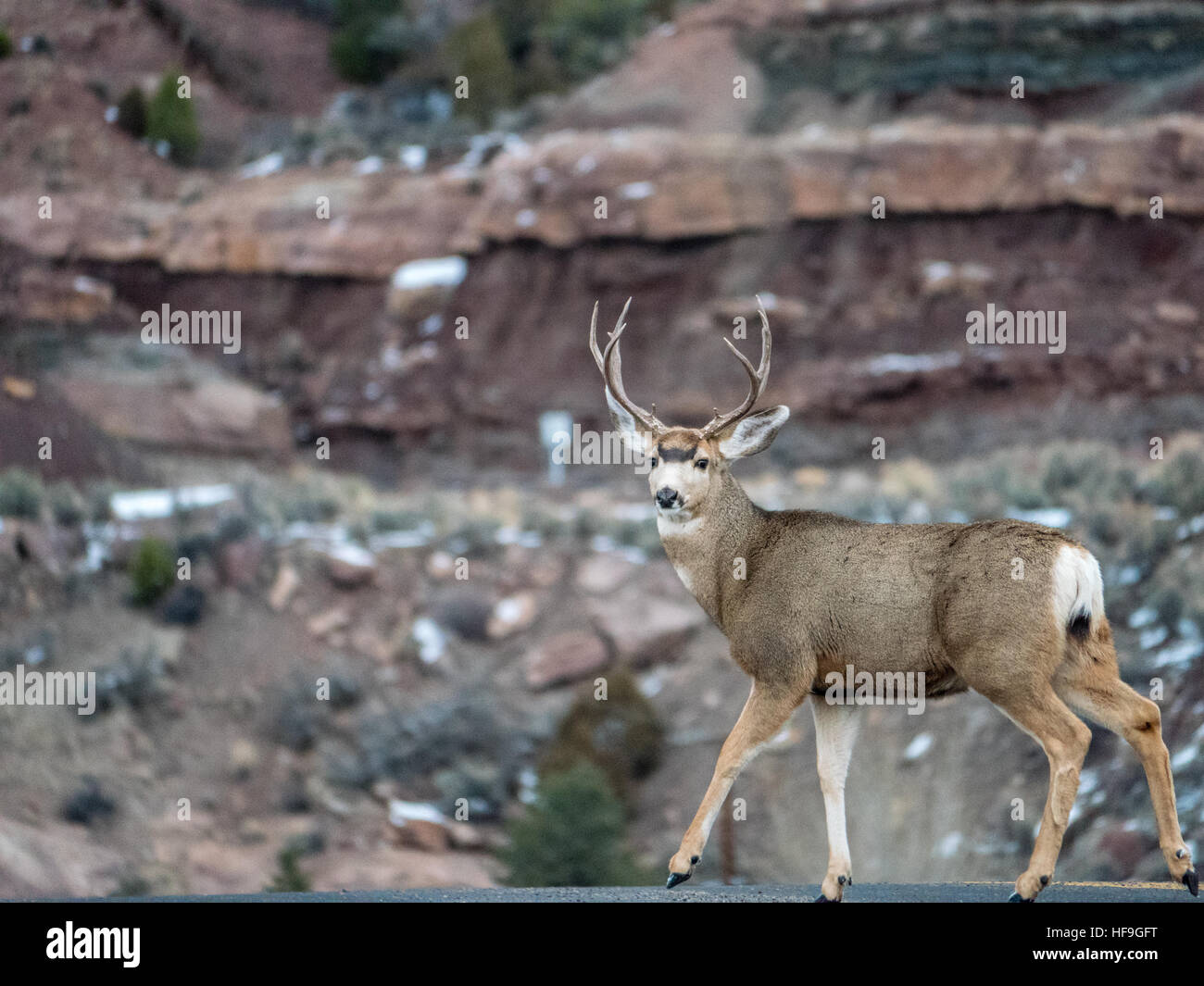 White tail deer winter eye camera one hi-res stock photography and ...