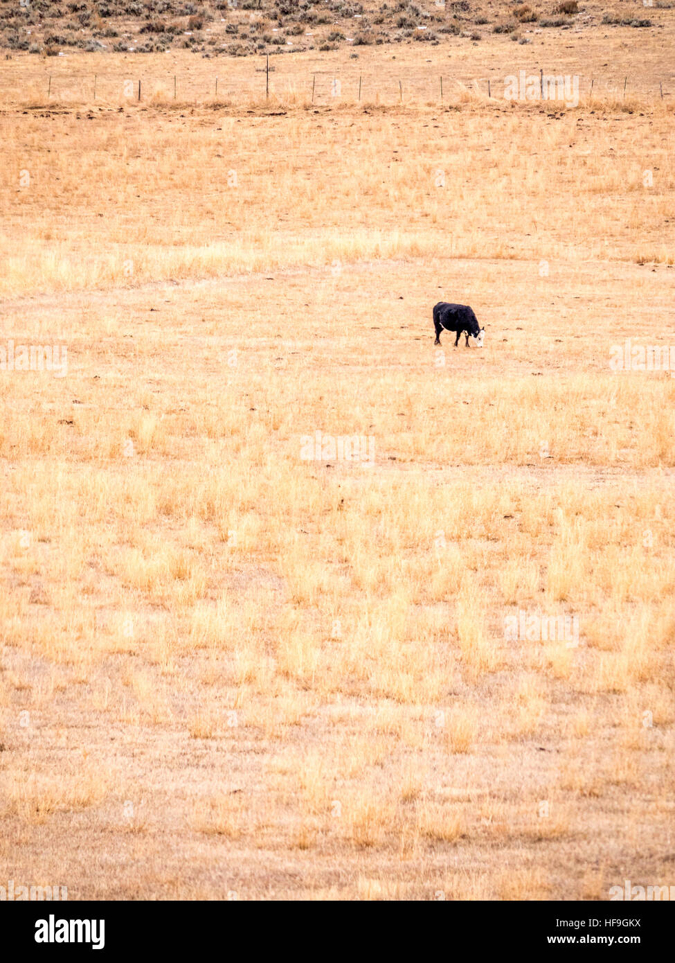 Single cow grazing in dry field Stock Photo - Alamy