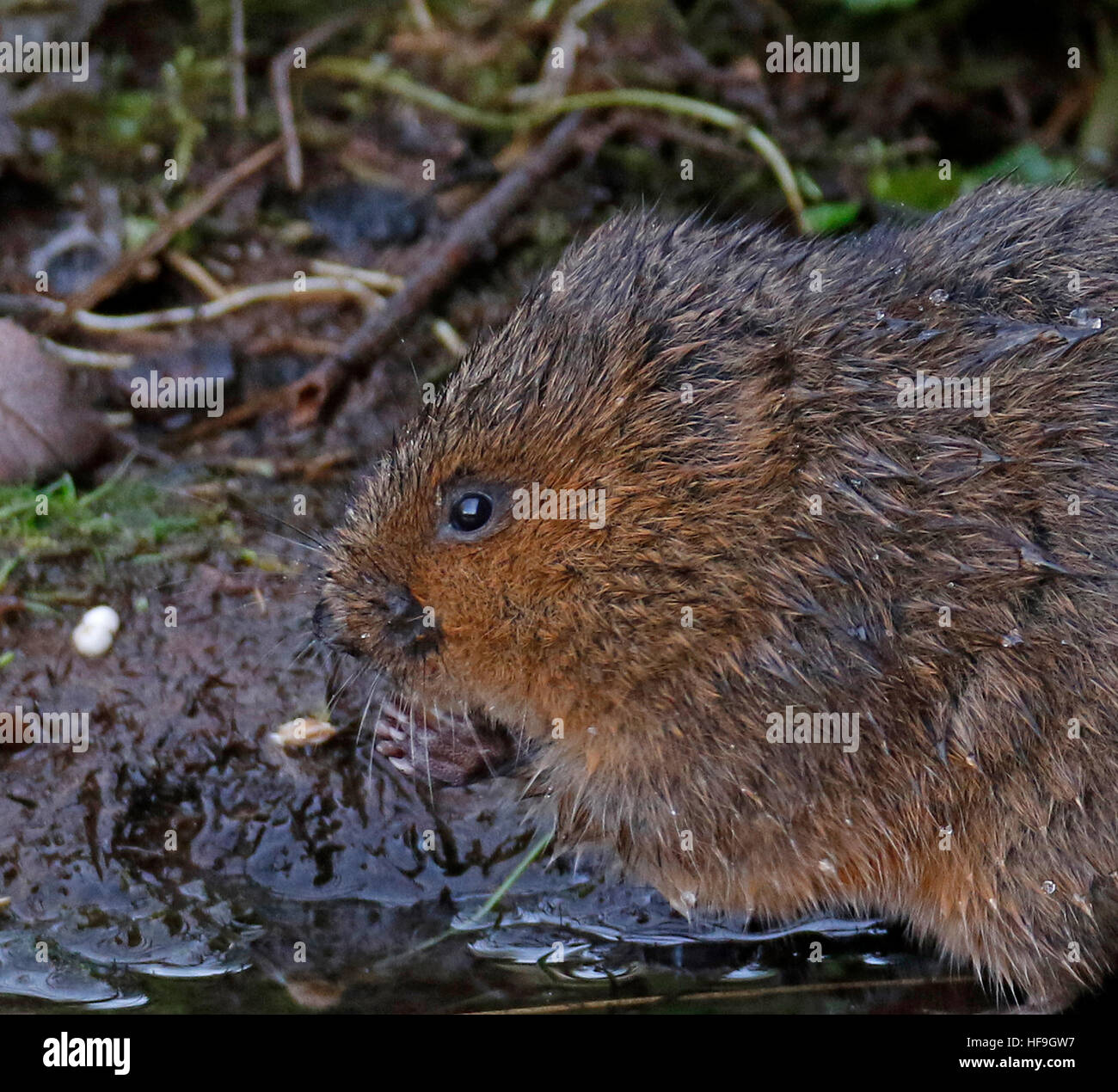 European Water Vole (Arvicola amphibious Stock Photo - Alamy